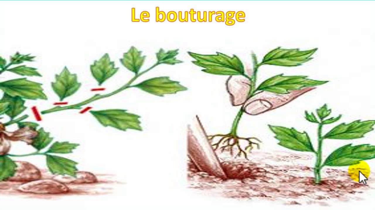 3 Dec 2017: Coteaux 21: atelier de bouturage - Coteaux21